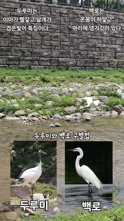 하천에서 목격한 두루미 백로 학 Youtube