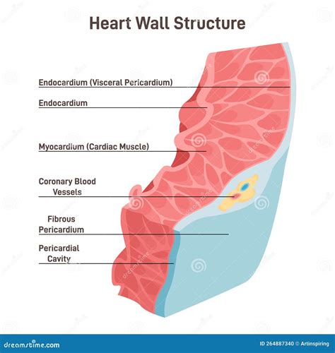 Myocardium Endocardium And Pericardium