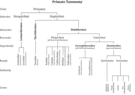 Primate Social Psychology Exam 1 Diagram Quizlet