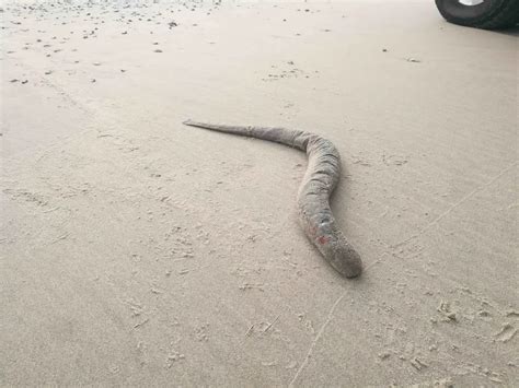 Луѓето шокирани откако открија песочен црв ист како во научно фантастичниот филм „Дина“ на плажа