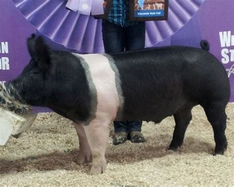 Belted Hampshire