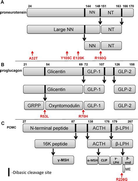 Schematic Representation Of Select Peptide Neurotransmitters A Download Scientific Diagram
