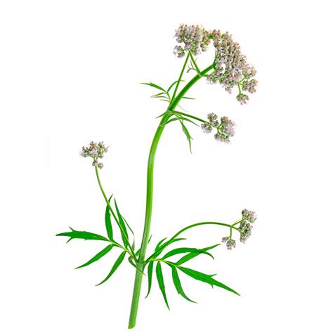 Valerian Oil Pure Organic Essential Oils And Bio Extracts Naturebase