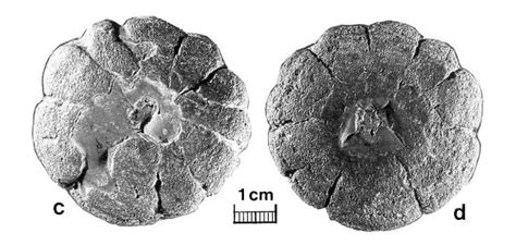 Pseudofossil Fossil Id The Fossil Forum