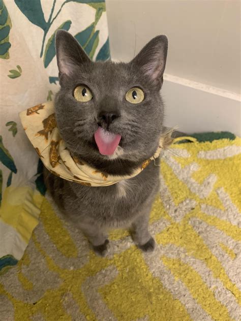 This Is Kintsugi Aka Soogie She Has A Cleft Lip And Her Tongue Sometimes Gets Stuck In It