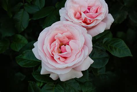 핑크 하이브리드 차 장미 아프로디테 꽃이 정원에 있습니다 엽서 인사말 초대장 포스터 결혼식 및 생일 장식 배경에 대한