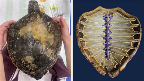 Its Wild How Nature Weaves The Various Turtle Shell Patterns Hasan Jasim