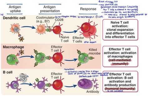 Antigen Processing And Presentation Flashcards Quizlet
