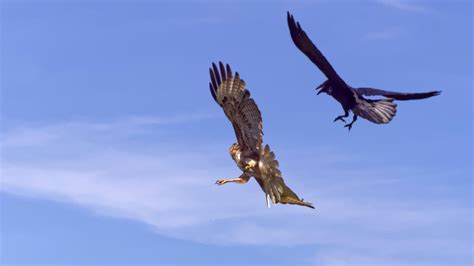 Why Were The Crows Attacking A Red Tailed Hawk