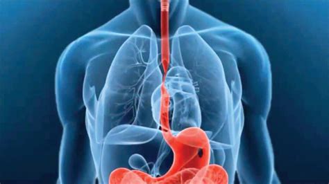 Libro Mi Manga GÁstrica By Fátima Elisa García Limas Issuu