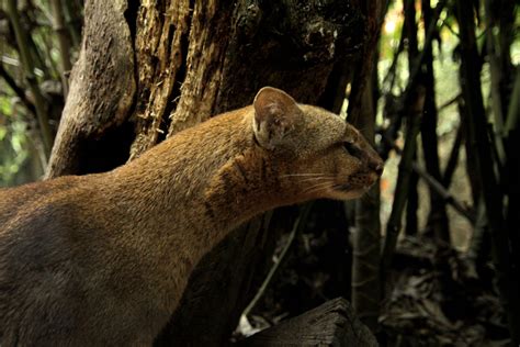 Jaguarundi Texas Native Cats