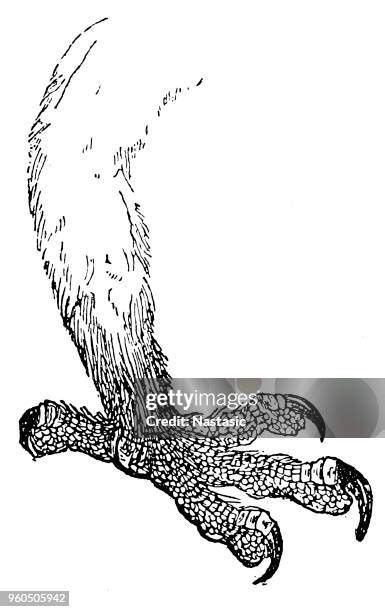 Owl Claws Photos And Premium High Res Pictures Getty Images