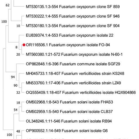 Maximum Likelihood Phylogenetic Tree Constructed Based On Its Sequence