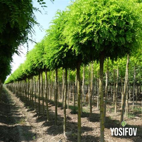 Онлайн Магазин за Декоративни Растения Разсадник Йосифов