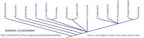 Phylogenetic Trees Systematics Cladistics