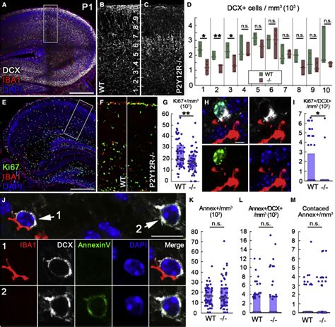 Microglial Control Of Neuronal Development Via Somatic Purinergic Junctions Pmc