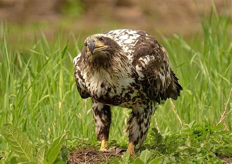 Young Eagle Size At Kate Terry Blog
