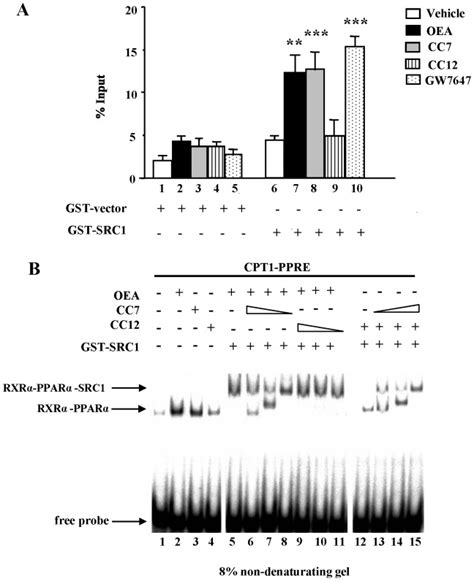 A Gst Pull Down Assays Performed With Gst Src1597791 And Download Scientific Diagram