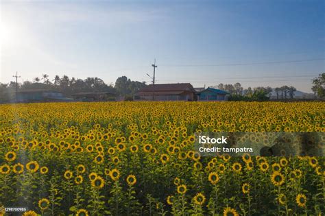 태국 롭부리 지방의 여름자연 정원 공원에서 야외 여행 휴가 여행에서 산이있는 만개 해바라기 필드의 공중 보기 자연 풍경 배경 0명에 대한 스톡 사진 및 기타 이미지 Istock