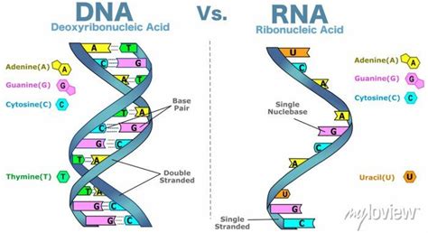 Differences Between Dna Vs Rna Double Single Stranded Helix Posters For The Wall • Posters