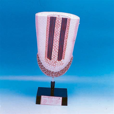 Root Anatomy Model Delta Educational Supplies Limited