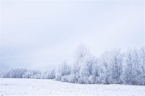 얼음 차가운 겨울 숲에서 서리가 내린 나무 그리고 지상입니다 자연에는 온도 고정 합니다 눈 덮인 자연 환경입니다 나무 눈 및 하늘입니다 0명에 대한 스톡 사진 및 기타