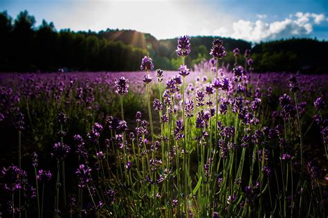 472632 Flowers Plants Tulips Purple Flowers Rare Gallery Hd