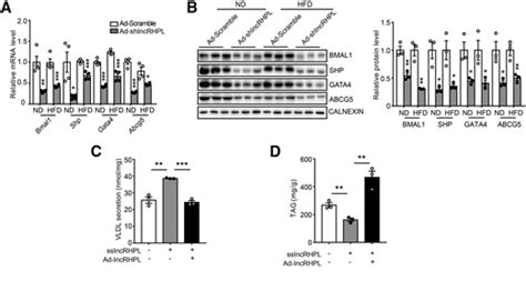Long Noncoding Rna Lncrhpl Regulates Hepatic Vldl Secretion By Modulating Hnrnpu Bmal1 Mttp Axis