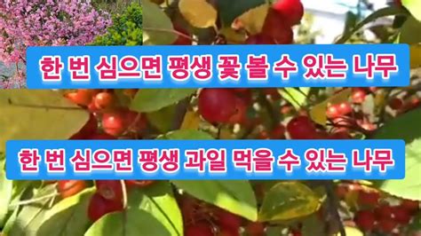 한 번 심으면 평생 예쁜 꽃 보고 달달한 과일까지 실컷 먹을 수 있는 나무 Youtube