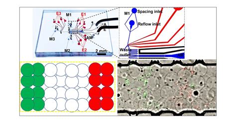 Microfluidic Dielectrophoretic Method Enables On Demand Spatial