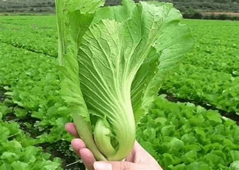Rau Cải Có Bao Nhiêu Loại Và Công Dụng Của Chúng Ra Sao Rauxanh