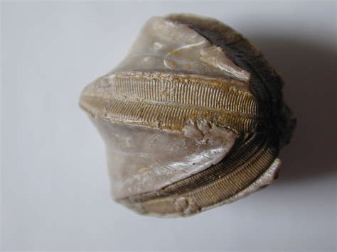 What Is A Blastoid Questions And Answers The Fossil Forum What Is A Blastoid Questions And Answers The Fossil Forum