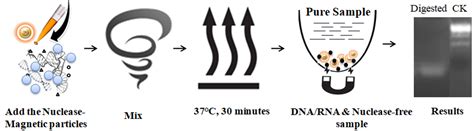 One Step DNA RNA Removal Kit Fast Efficient DNA RNA Depletion