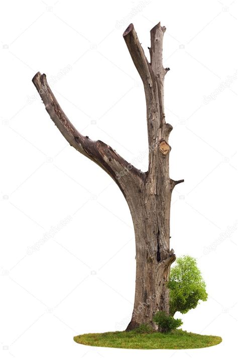 Tree On White Background Stock Photo By Levkro