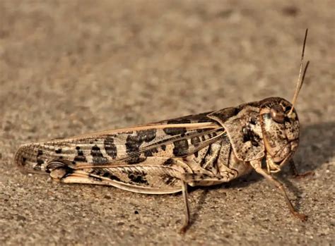 15 Types Of Grasshoppers In California Pictures And Identification