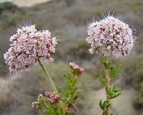 California Buckwheat Seeds Eriogonum Fasciculatum — Northwest