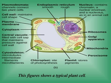Chap 1 Functional Compartmentalization Of The Cell Ppt Biological