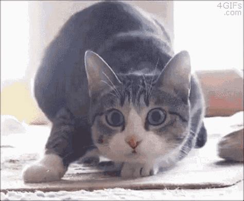Cat Wiggle  Cat Wiggle Shaquilleoneal Discover And Share S