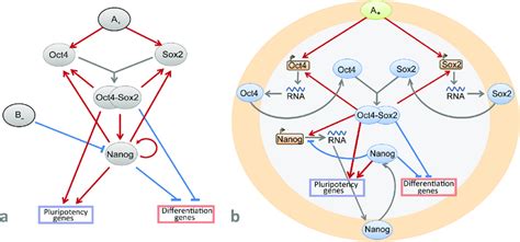 A The Core Transcriptional Network Of The Factors Orchestrating The