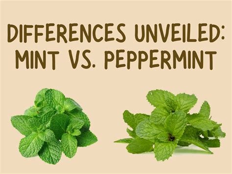 Differences Unveiled Mint Vs Peppermint The Vegetable Bazaar