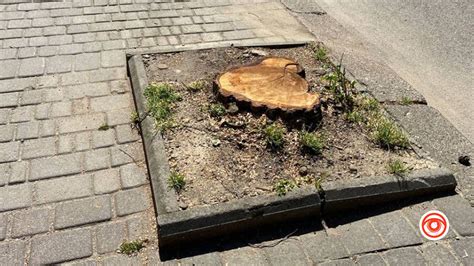 Прикарпатця підозрюють у рубці дерев на території заказника Інформатор Івано Франківськ