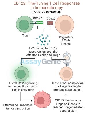Cd122 Fine Tuning T Cell Responses In Immunotherapy Assay Genie