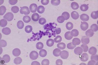 Thrombocyte Histology