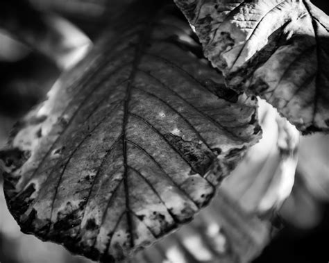 나뭇잎 가을 자연 Pixabay의 무료 사진 Pixabay