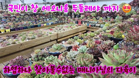 각종 다육식물 모두 섭렵하신 매니아님 하엽하나없이 깔끔하게 관리하며 키운 이쁜 아가들 구경 묵둥이 국민이 창 에오니움 두둘레야 달콤한총각다육 Youtube