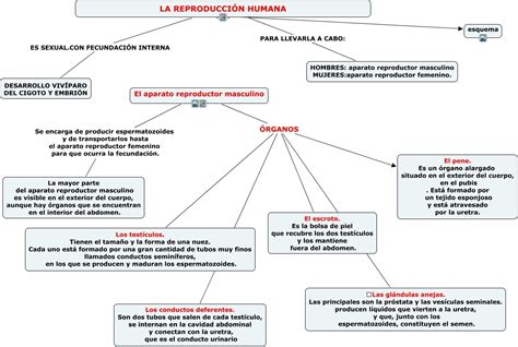 Esquema Del Aparato Reproductor Femenino ¡fotos And Guía 2024