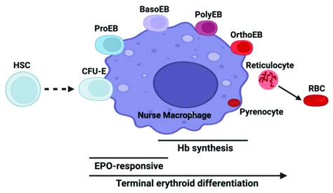 Erythroid Differentiation In The Context Of The Erythroblastic Island
