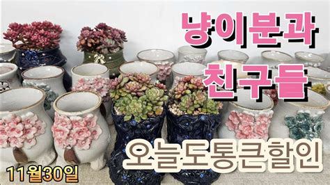 11월30일 토끼네화분 냥이분 홍조분 숲공방분 필화분 Youtube