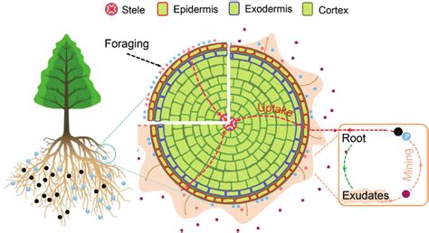 Conceptual Diagram For Root Foraging Uptake And Mining Soil Nutrients Download Scientific