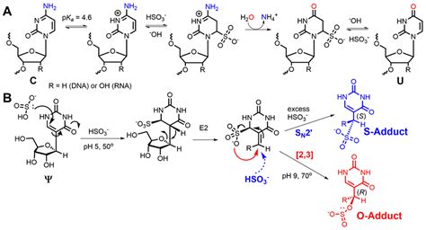 Pseudouridine And N1 Methylpseudouridine Display Ph Independent Reaction Rates With Bisulfite